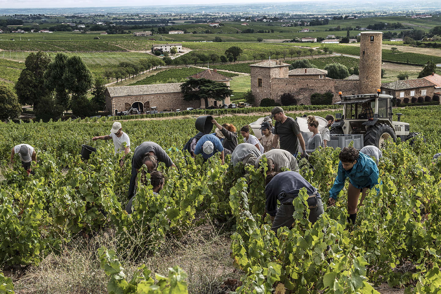 Beaujolais 2022 Harvest - Château de Corcelles
