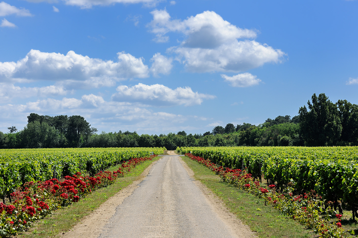 Bordeaux Harvest 2022 - Château Escalette