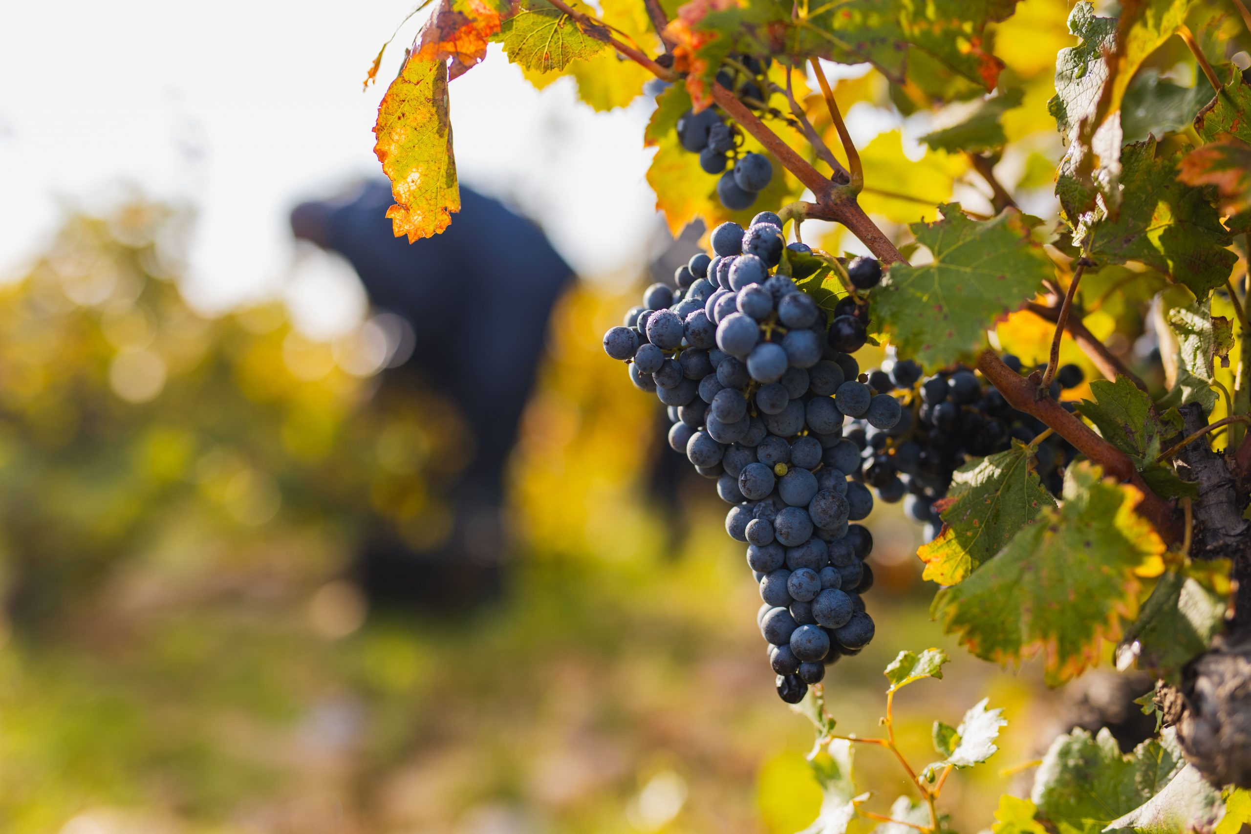 The 2024 Harvest: Demanding yet Promising - Château Gantonnet