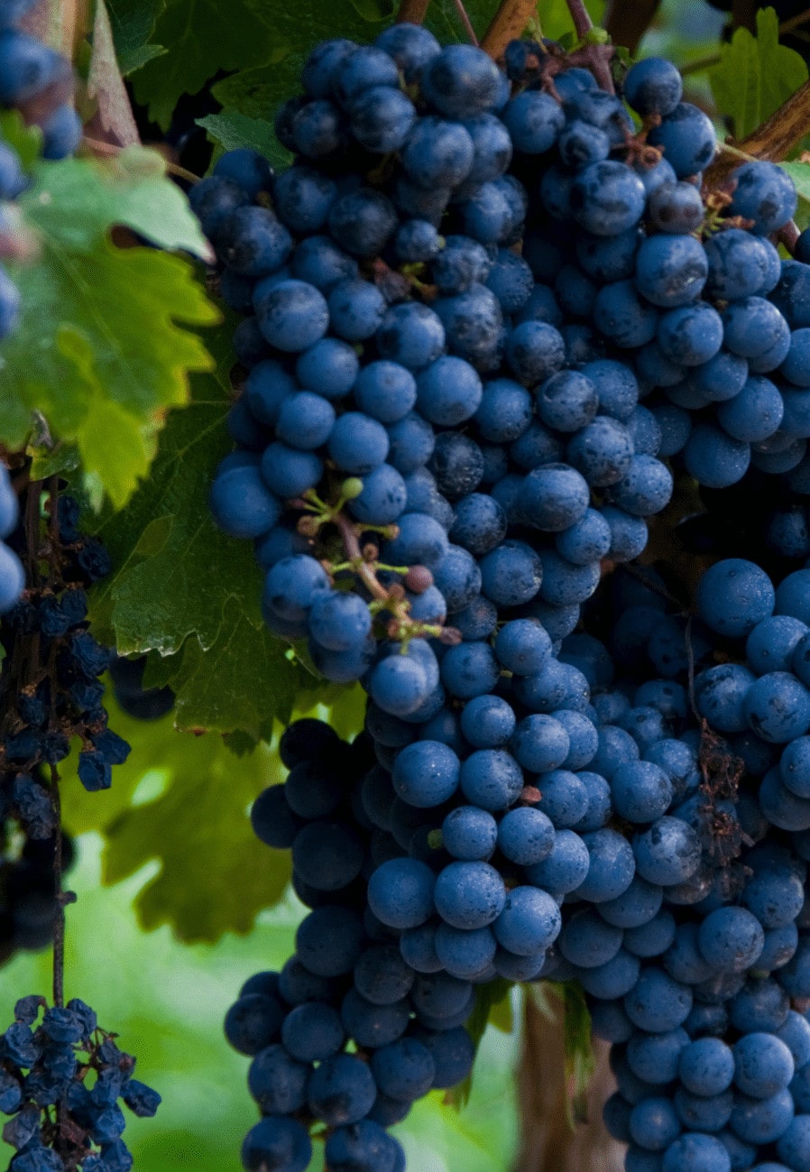 Le terroir et la culture des vignes au Château Victoria
