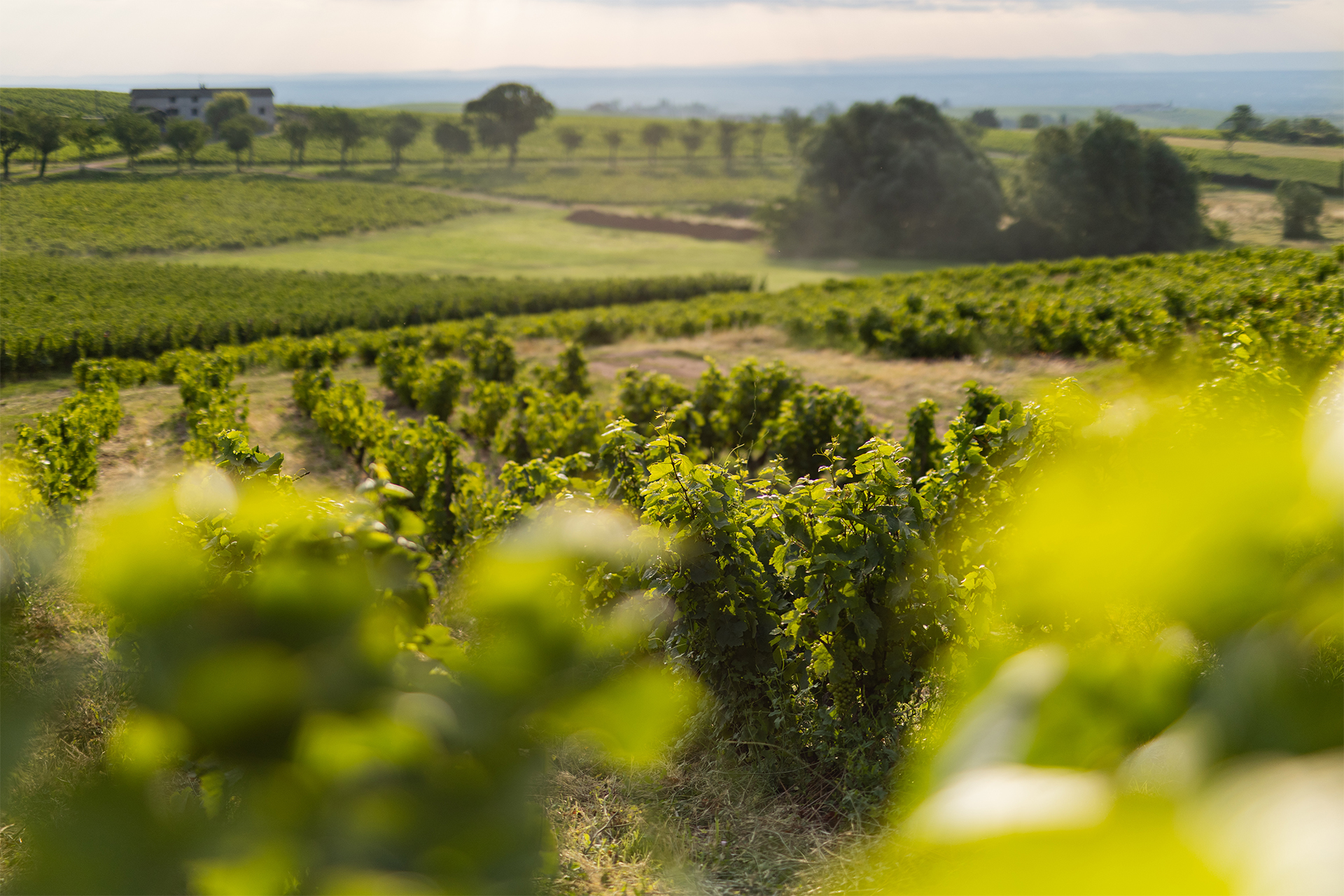 Tout savoir sur les Crus Bourgeois du Haut-Médoc - Domaines Richard
